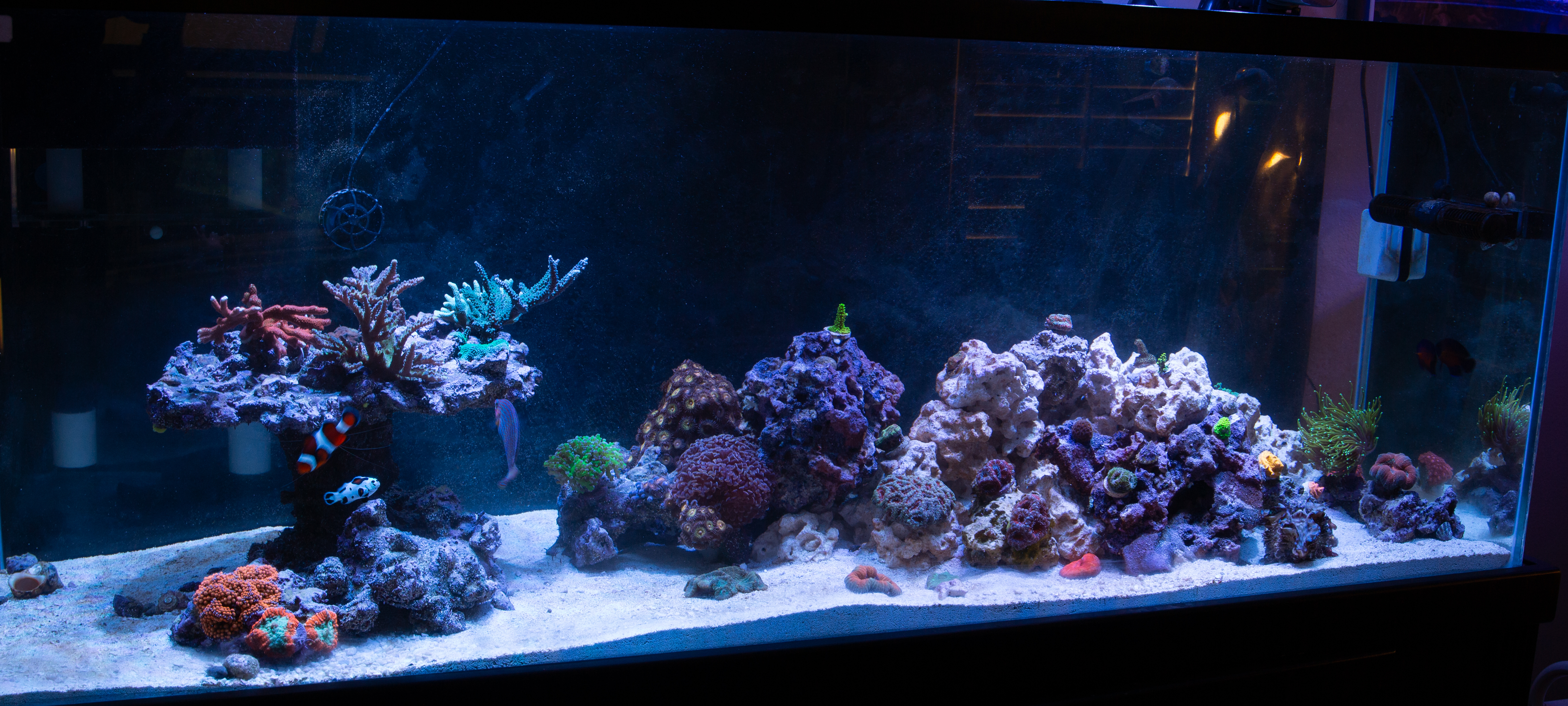 100 Gallon Mixed Reef – Retired – AstroReefer